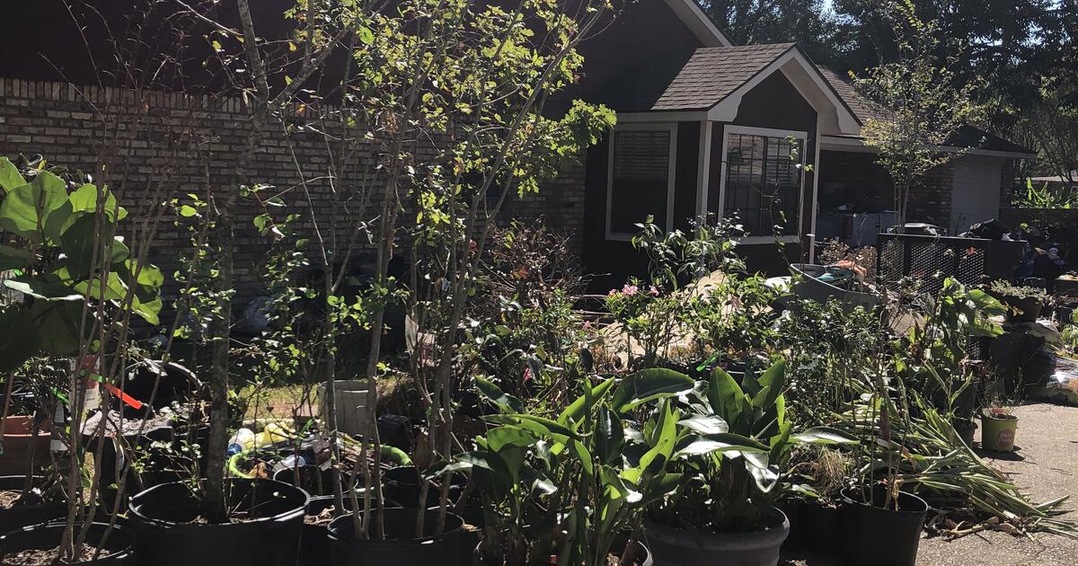 GARDEN PLANTS GALORE!! for Free in Baton Rouge, LA | For Sale & Free ...