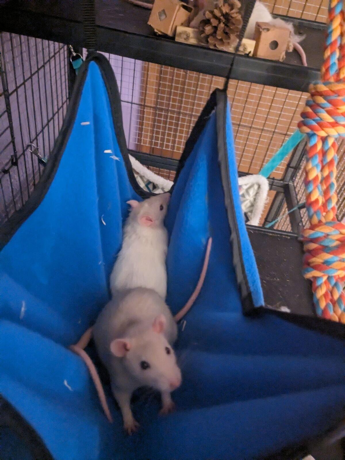 Pet Rats for Free in Rockford, IL | For Sale & Free — Nextdoor