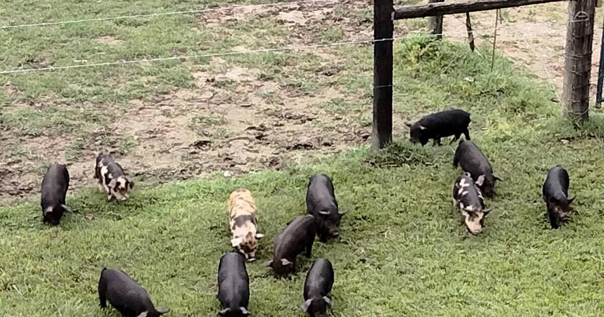 Kune Kune Piglets for $65 in Athens, AL | For Sale & Free — Nextdoor