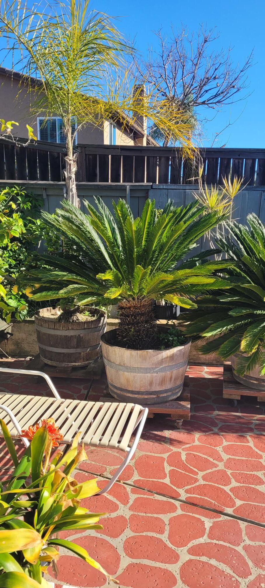 sago palms for Free in San Diego, CA | For Sale & Free — Nextdoor