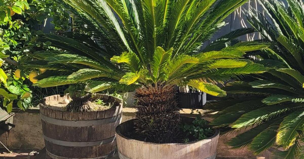 sago palms for Free in San Diego, CA | For Sale & Free — Nextdoor
