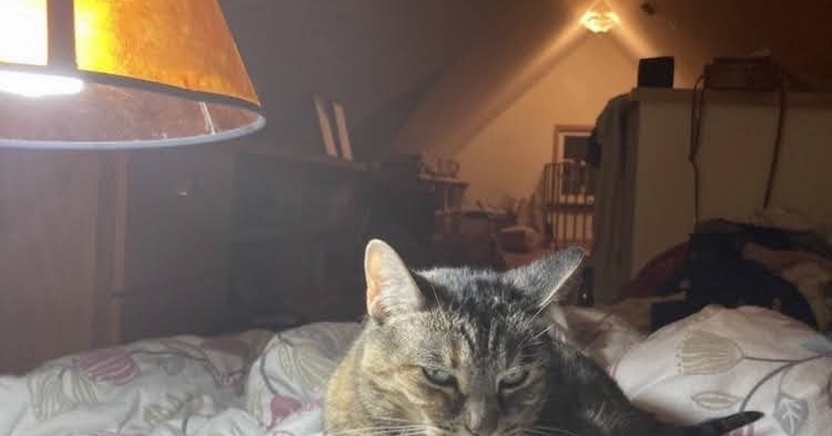 Toshi the cat for Free in Minneapolis, MN | Finds — Nextdoor