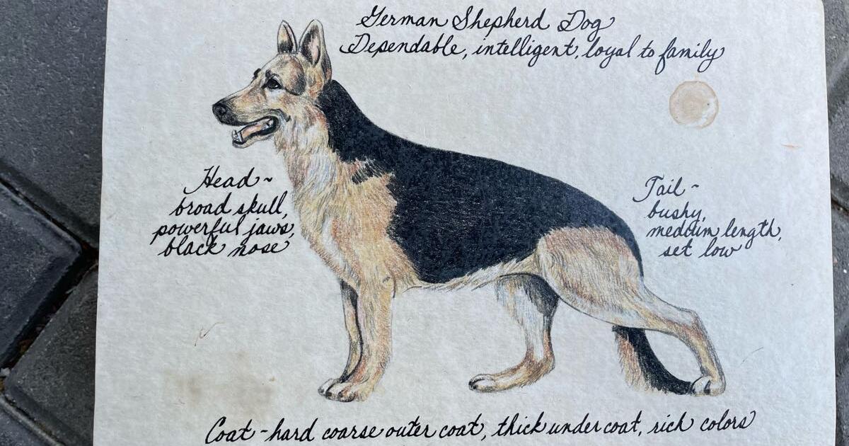 Decorative German shepherd keepsake box for $10 in Las Vegas, NV | For ...