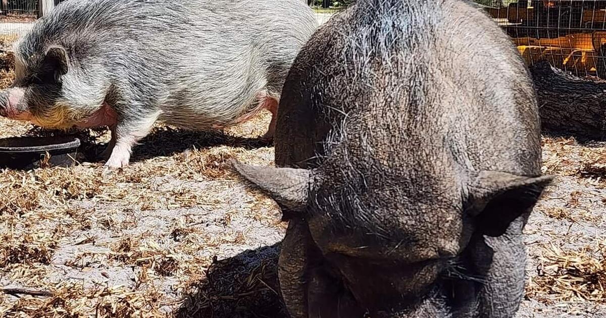 Free Potbelly Pigs for Free in Punta Gorda, FL | For Sale & Free — Nextdoor