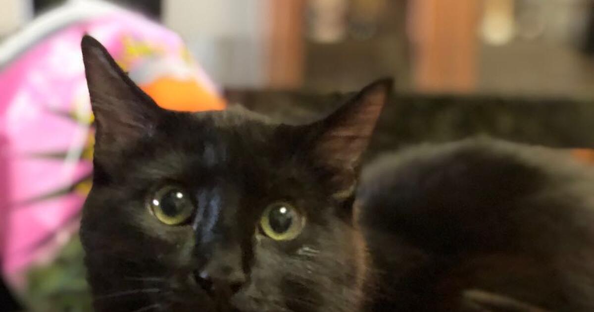 Kitties for Adoption (Cats) for Free in San Mateo, CA | Finds — Nextdoor