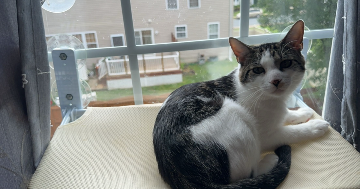 Appa, Free Cat for Free in Fredericksburg, VA | For Sale & Free — Nextdoor