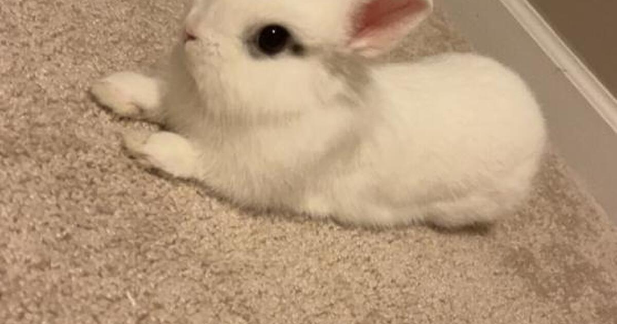 Free Lovely Baby Dwarf French Hotot X Lionhead Bunny for Free in ...