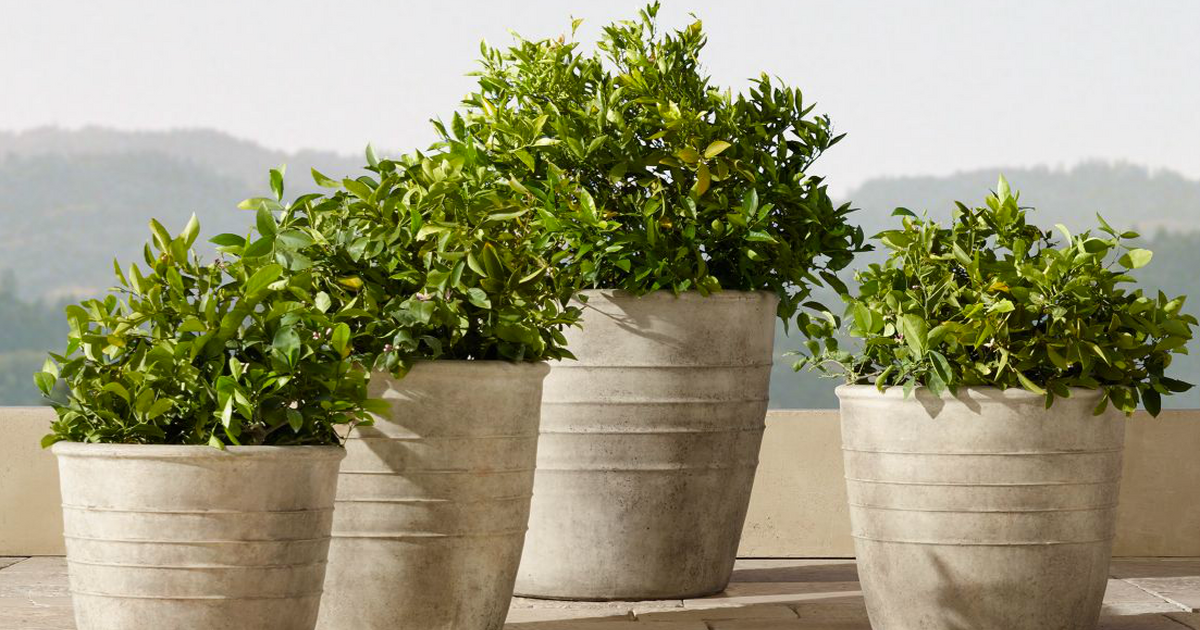 ISO outdoor plant pots for Free in Aurora, CO | For Sale & Free — Nextdoor