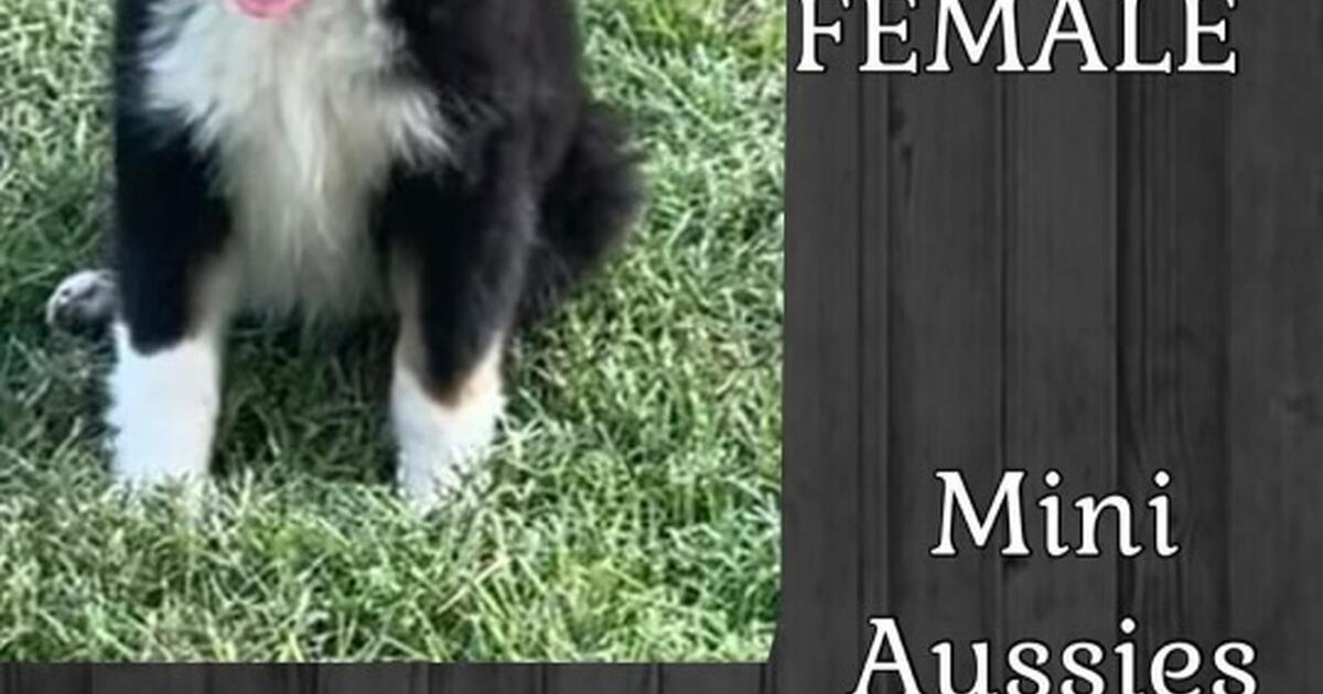 FREE MINI AUSSIE for Free in Shreveport, LA | For Sale & Free — Nextdoor
