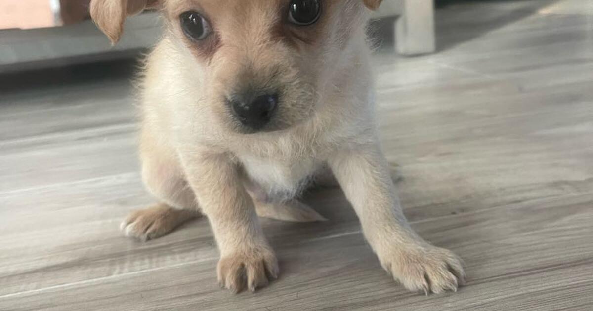 Rehoming Puppies For Free In Las Vegas Nv For Sale And Free — Nextdoor