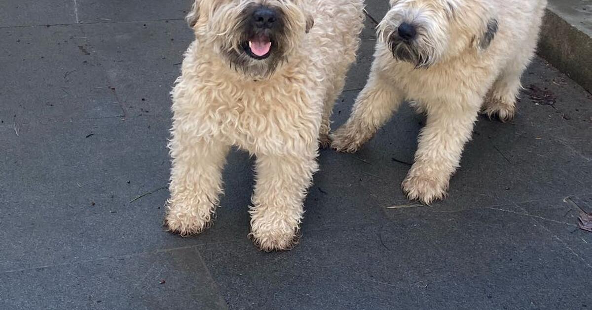 Soft Coated Wheaton Terriers for $500 in Lenox, MA | For Sale & Free ...