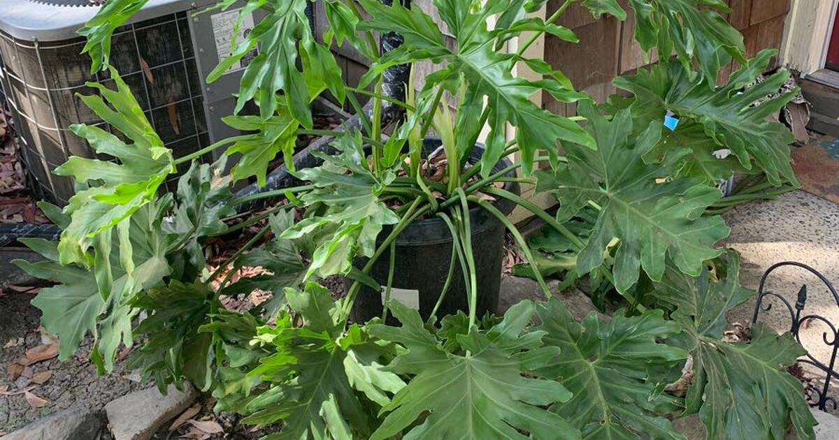Healthy large green plant sale/Best Offer for $40 in Merced, CA | For ...