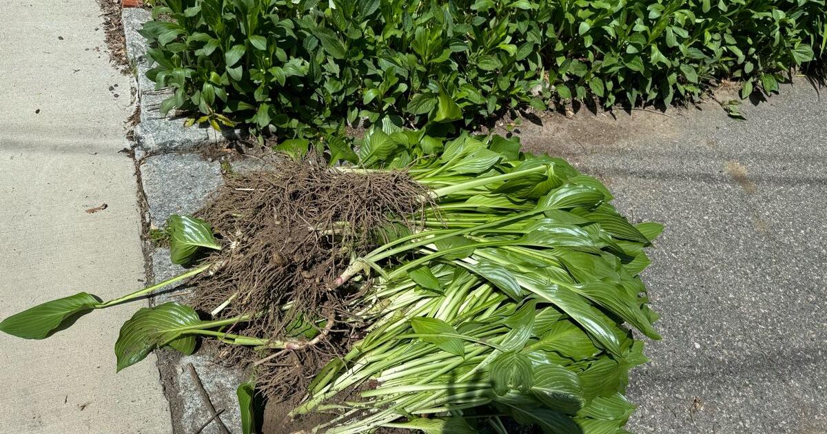 Free Hosta plants for Free in Newton, MA | For Sale & Free — Nextdoor