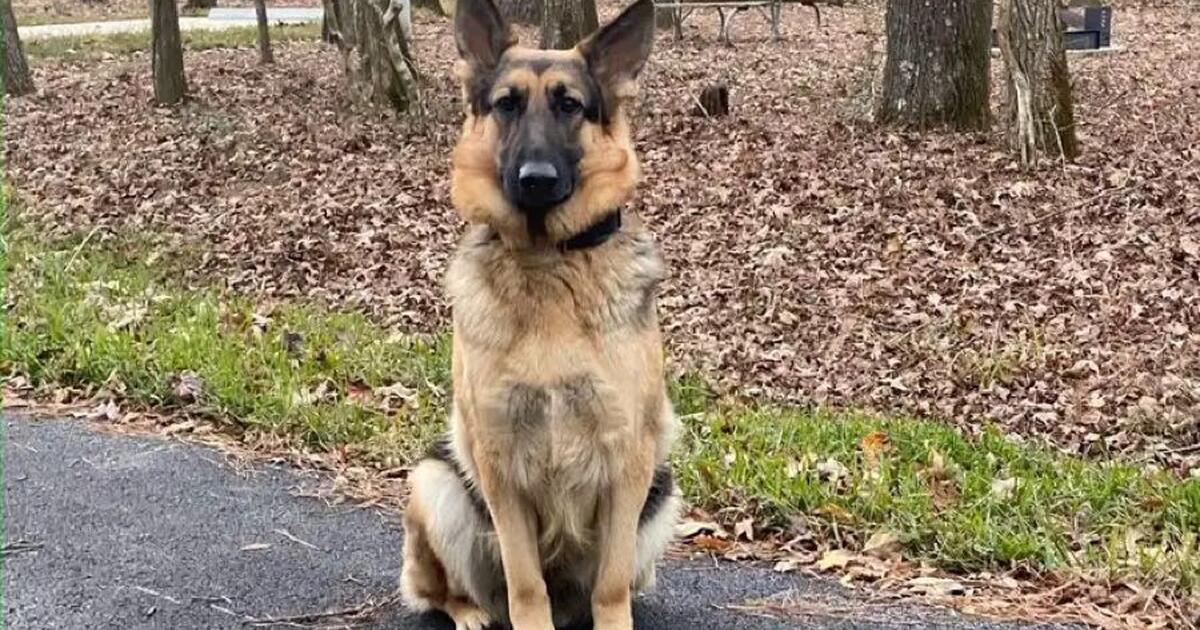 Heidelberg German Shepherd for $300 in Humble, TX | Finds — Nextdoor