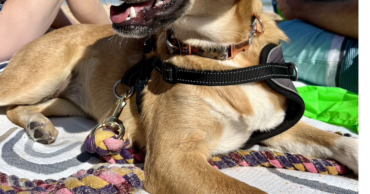 Rehoming 1 yr old Beagle / Black Mouth Cur mix for $100 in Palm Coast ...