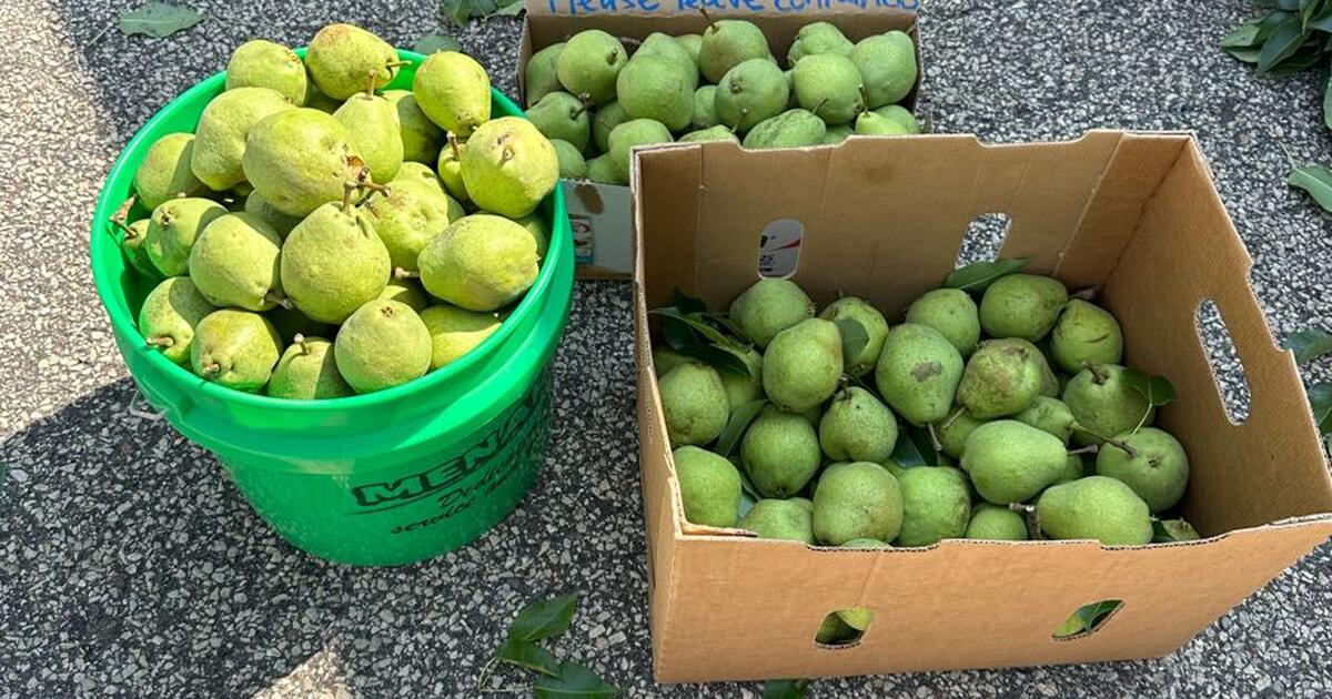 Free Pears! for Free in Minneapolis, MN | For Sale & Free — Nextdoor