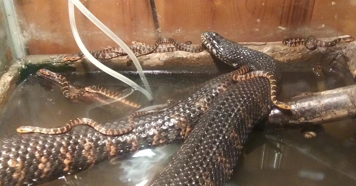 Banded water snakelets for $10 in Lorain, OH | For Sale & Free — Nextdoor