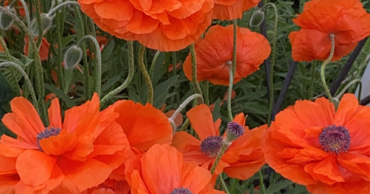 Poppy plants for $10 in Racine, WI | For Sale & Free — Nextdoor