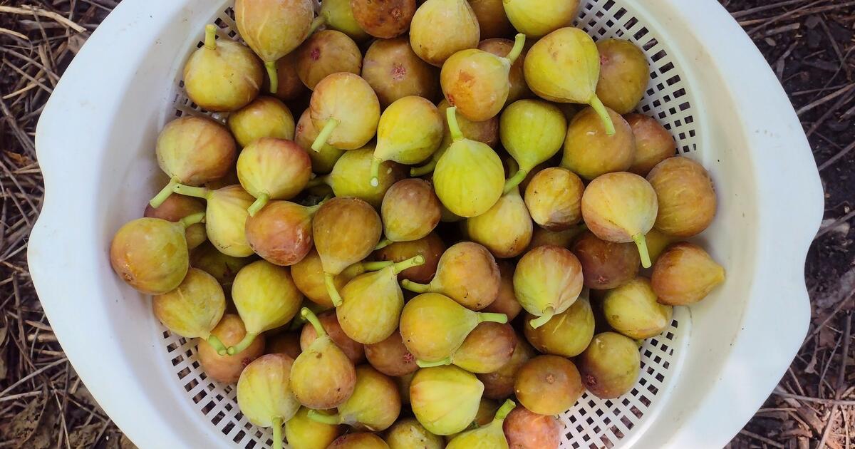 Fresh Figs in New Orleans, LA | For Sale & Free — Nextdoor
