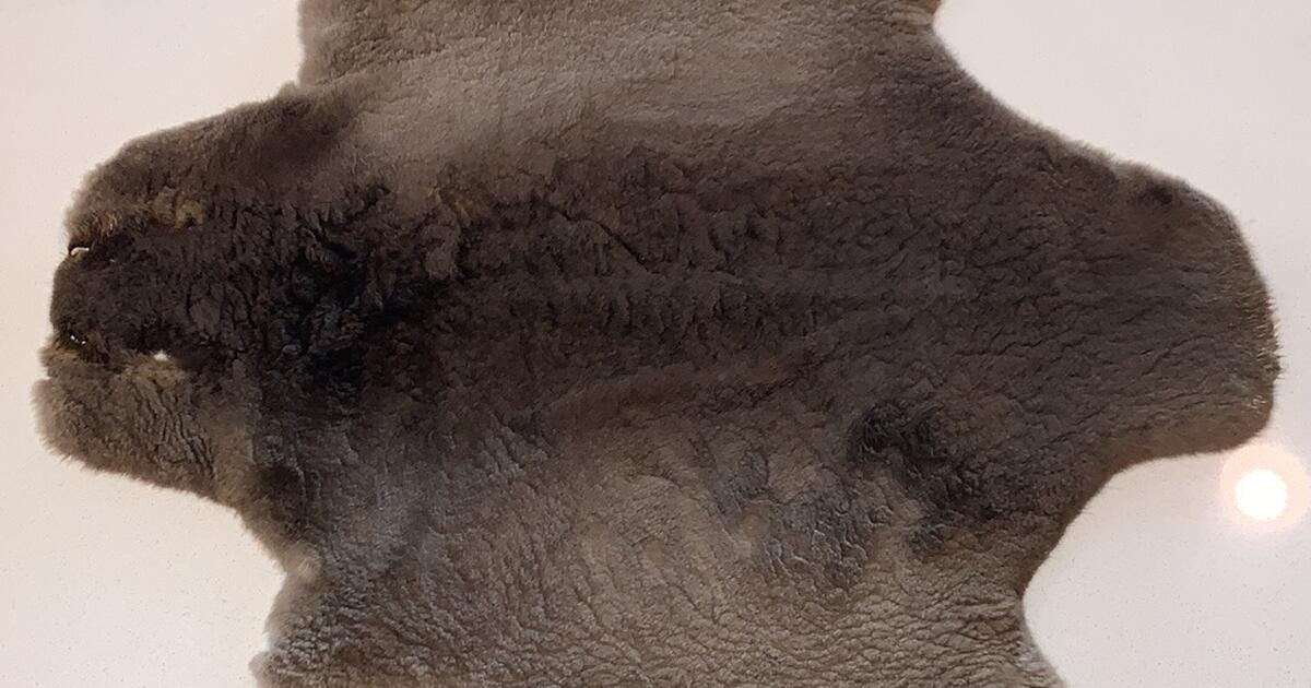 Real Alaskan Beaver Fur Pelt 100% Authentic for $50 in Loveland, CO ...