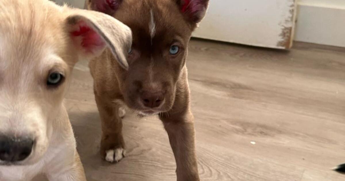 Pitsky Puppies for Adoption for Free in Long Beach, CA | For Sale ...