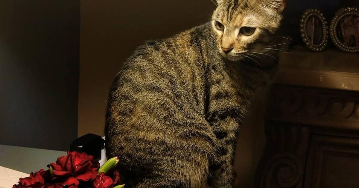 Free - tabby female cat for Free in Miami Lakes, FL | For Sale & Free ...