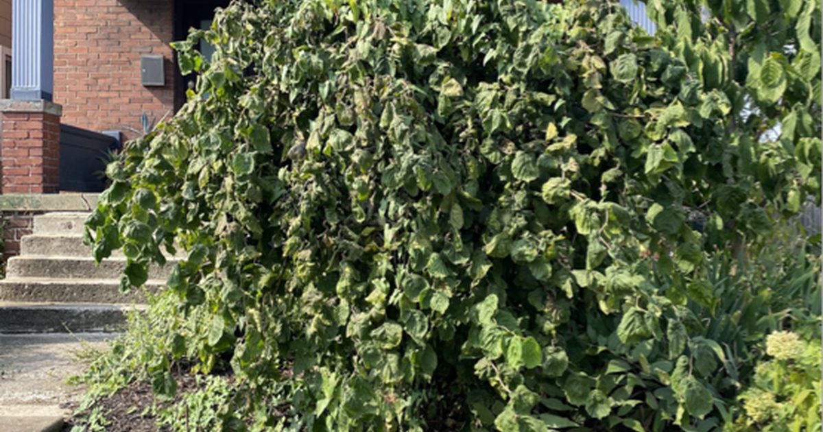 Contorted Filbert Tree for Free in Columbus, OH | Finds — Nextdoor