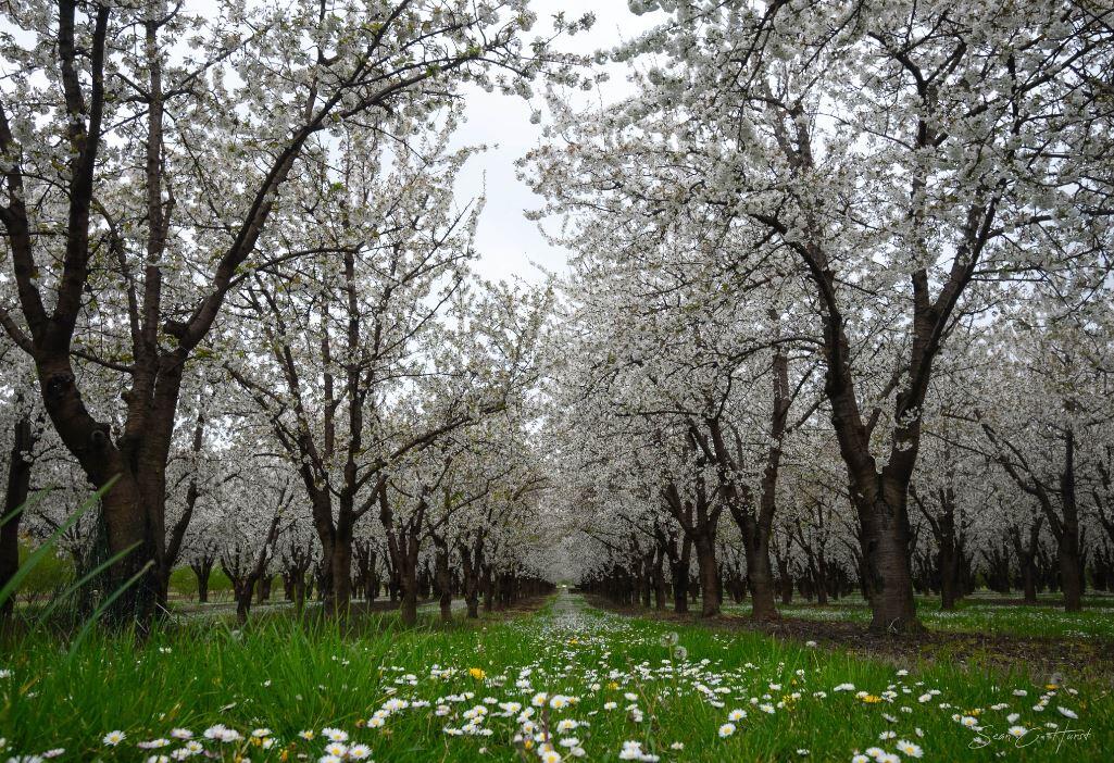 Did you see the photos of stunning local trees that took the top 3 ...