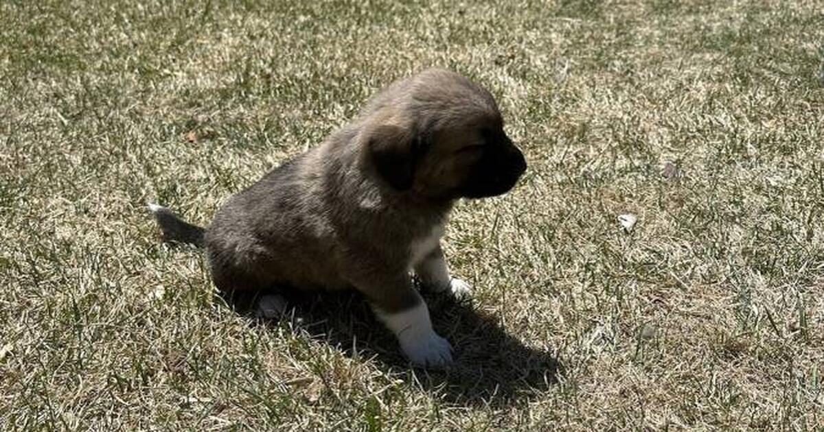 Colorado Mountain Dog puppies in Colorado Springs, CO | Finds — Nextdoor