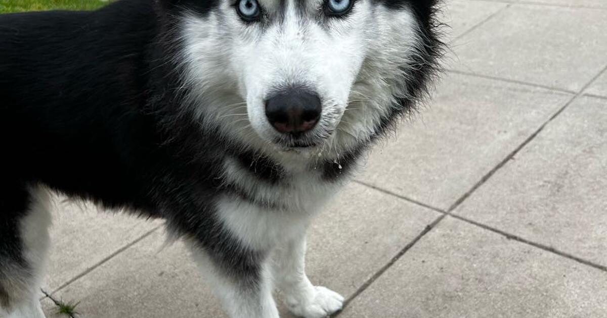 Female Husky FOUND for Free in San Diego, CA | For Sale & Free — Nextdoor