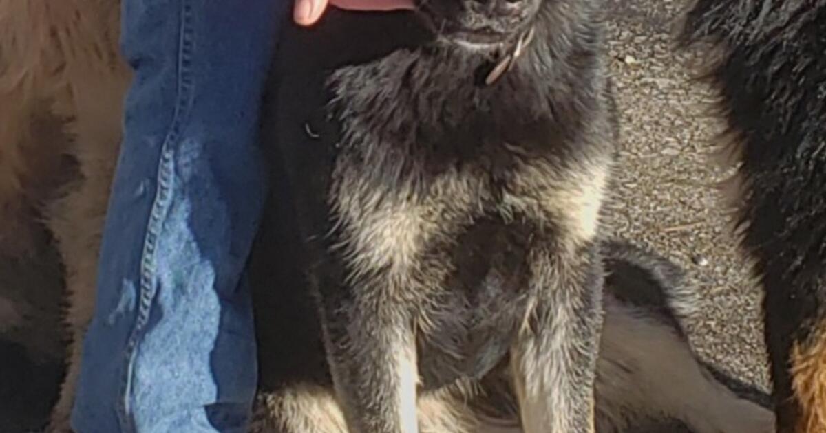 Dog in Coeur D Alene, ID | For Sale & Free — Nextdoor