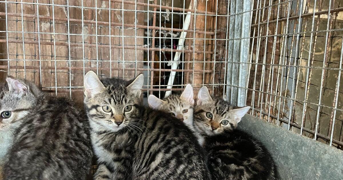 Barn kittens for Free in Auburn, ME | For Sale & Free — Nextdoor