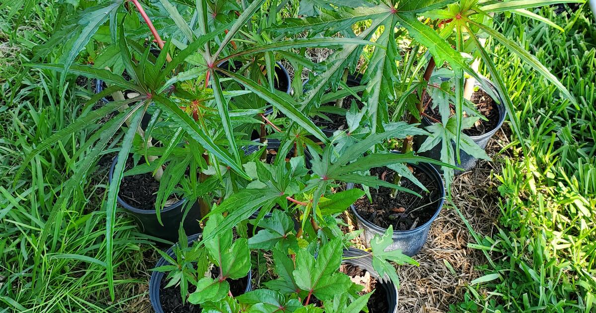 Chief Kubo South Sea Salad Tree for $10 in Jensen Beach, FL | For Sale ...