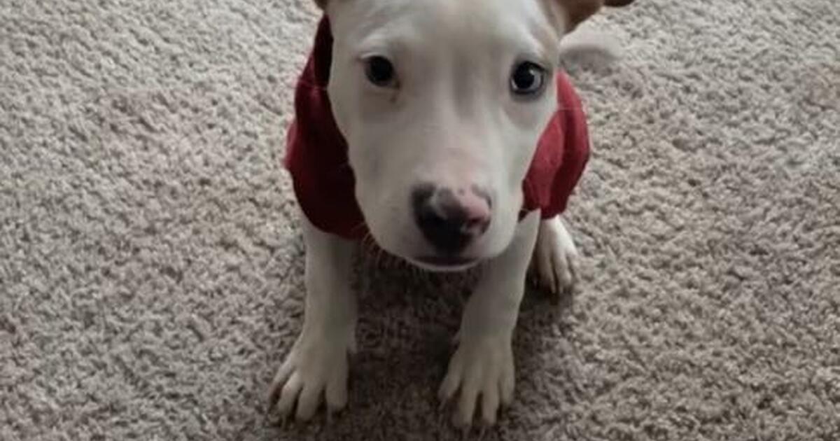 Pit puppy male 3 months old Not trained yet or vaccinations. Must be ...