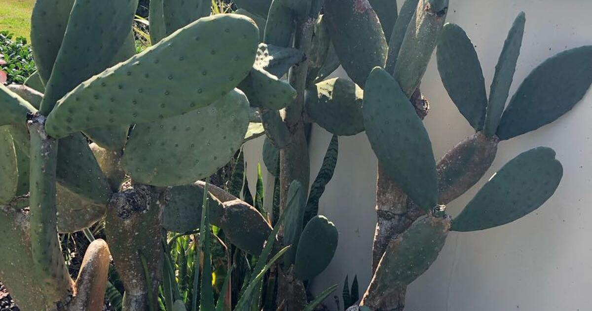 FREE! Prickly Pear Cactus Lobes for Free in The Villages, FL | For Sale ...