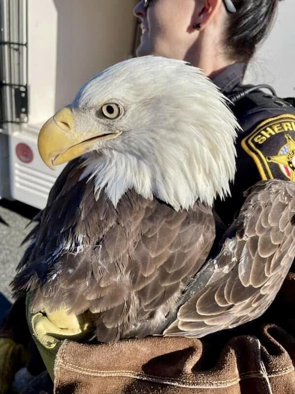 Deputy Amanda Mele recently rescued this American Bald Eagle from the ...