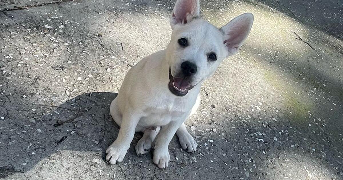 Frenchie/akita mix for $250 in Sebring, FL | For Sale & Free — Nextdoor