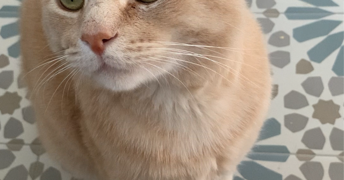 Buff Tabby Biscuit for Free in Santa Barbara, CA | For Sale & Free ...