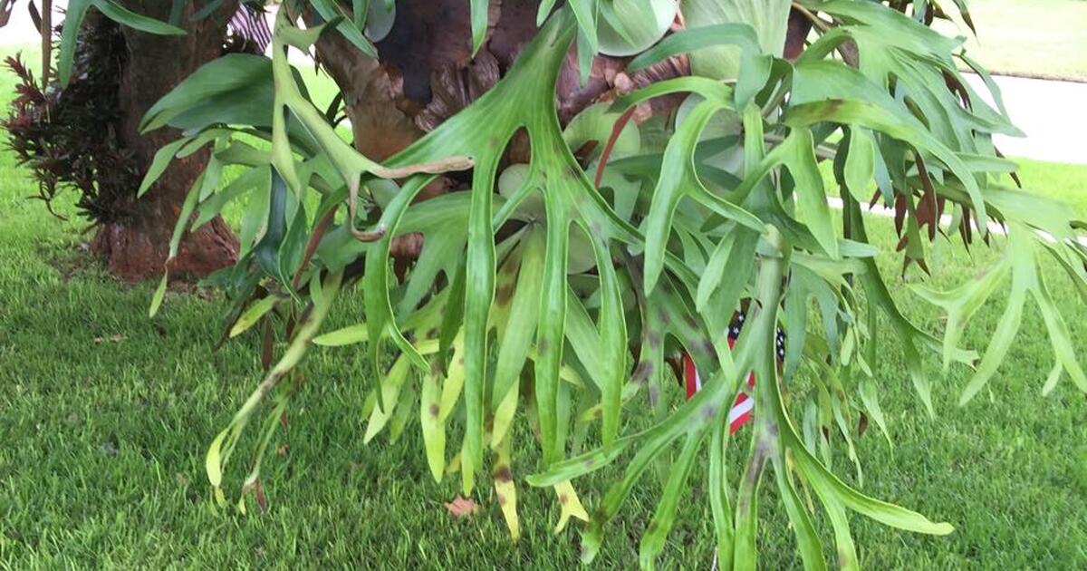 Hanging Staghorn Fern& Aloe Vera’s for $260 in Tampa, FL | For Sale ...