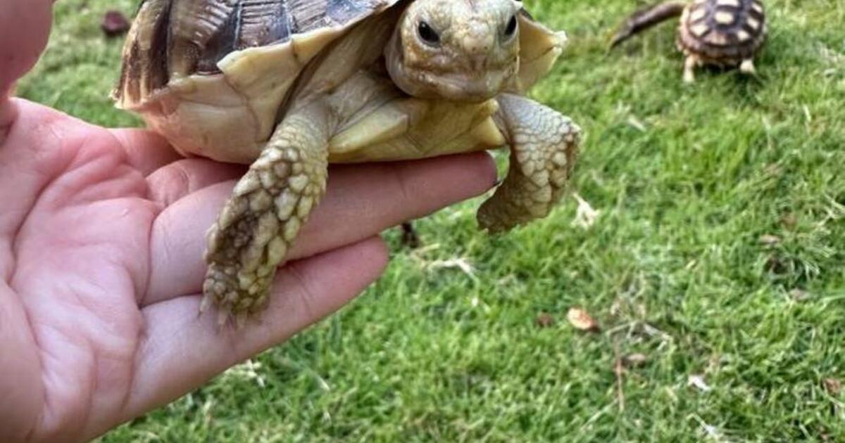 2 Sulcata tortoises 1 year old for $100 in Waipahu, HI | For Sale ...