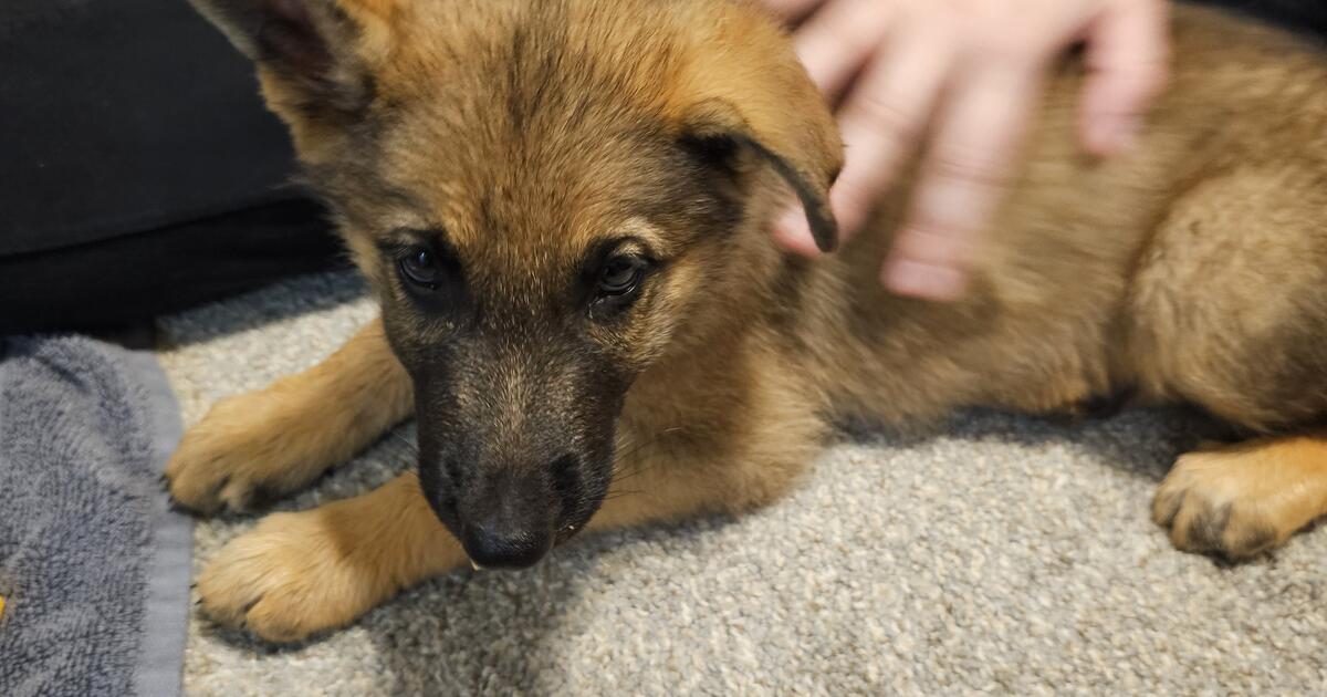 German Shepard for Free in Owens Cross Roads, AL | For Sale & Free ...