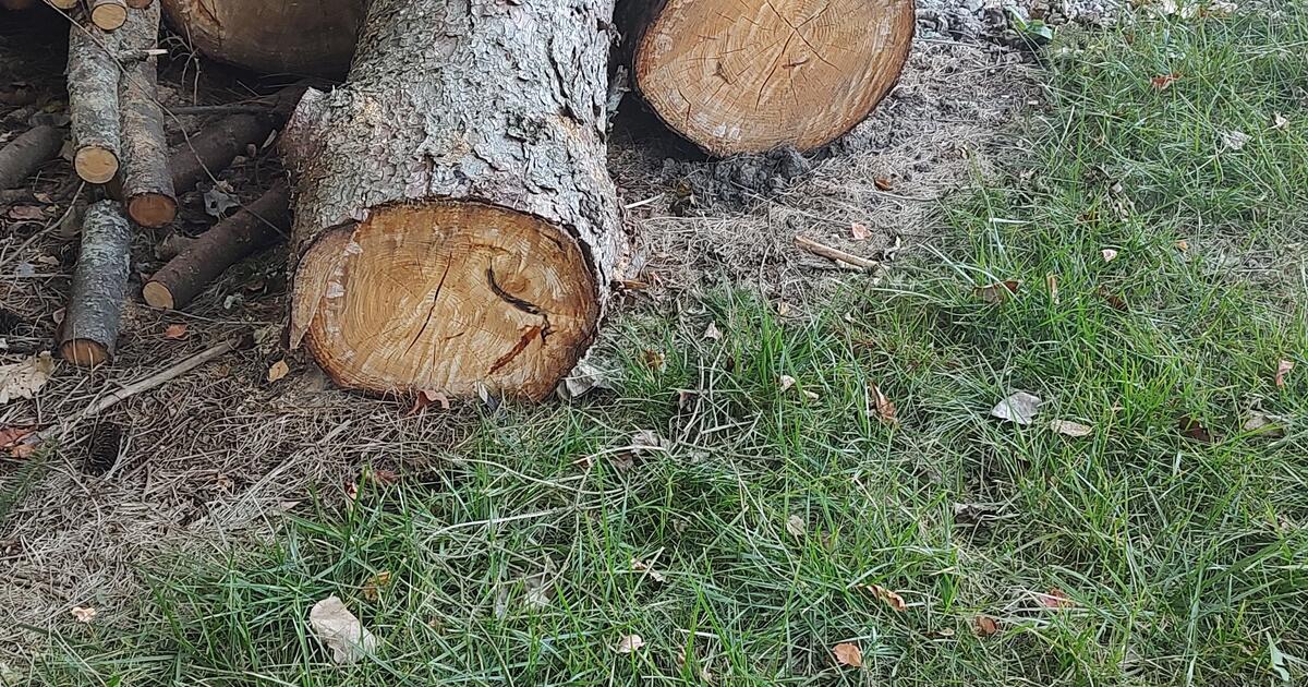 Large Tree Logs for Free in Monclova, OH | For Sale & Free — Nextdoor