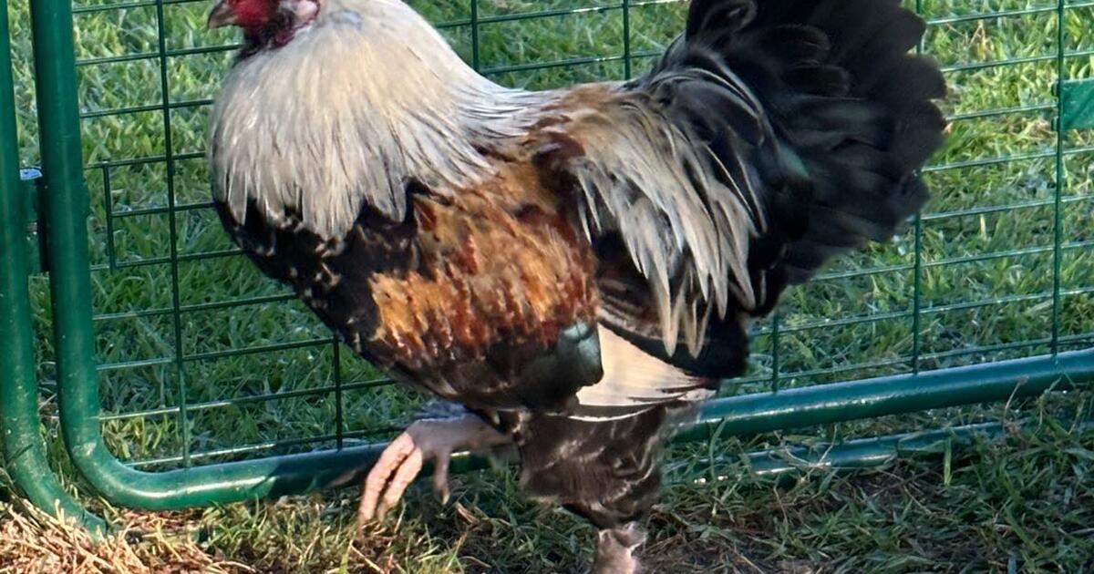 Gorgeous Bantam Easter Egger Cockerels need great home. for $15 in Lake Charles, LA | For Sale ...