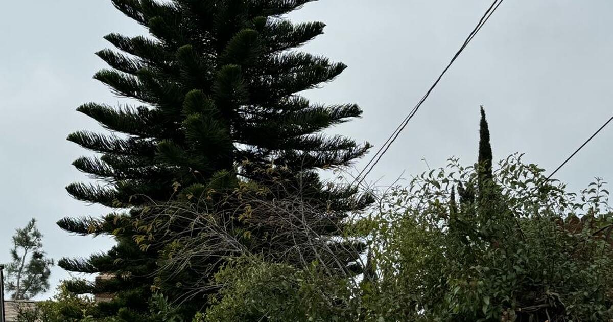 Free Tall Christmas tree for Free in Glendale, CA | For Sale & Free ...