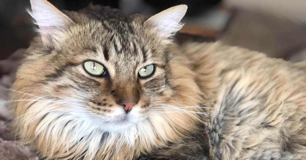 Cat Maincoon Orange/Grey Tabby Mix for Free in Las Vegas, NV | For Sale ...