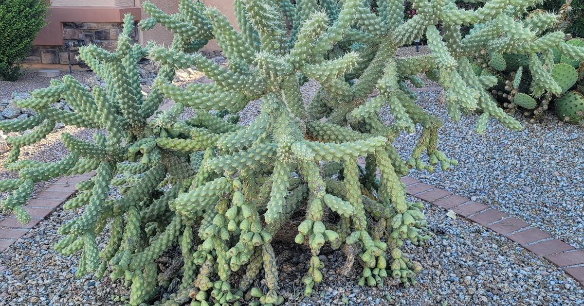 cactus for Free in Gold Canyon, AZ | Finds — Nextdoor
