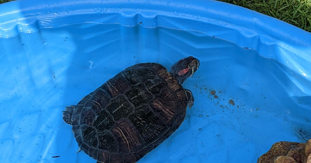 Red Slider turtle for Free in Santa Ana, CA | For Sale & Free — Nextdoor