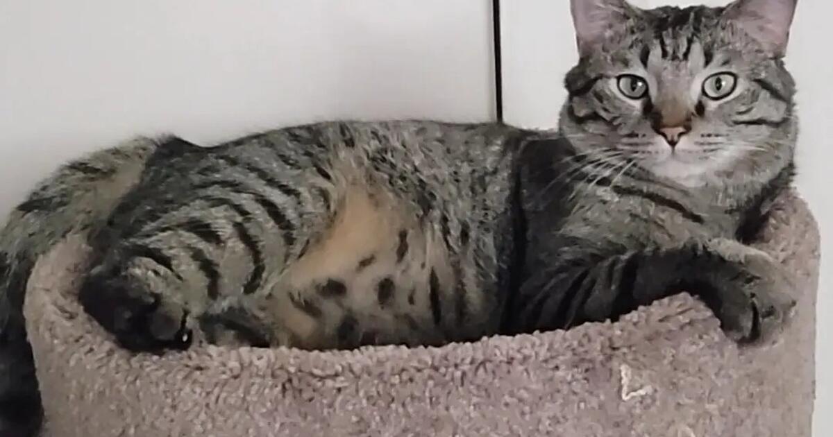 A cat named Dimple for Free in Grove City, OH | For Sale & Free — Nextdoor