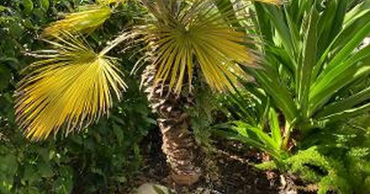 Windmil Palm Tree for Free in Ormond Beach, FL | Finds — Nextdoor