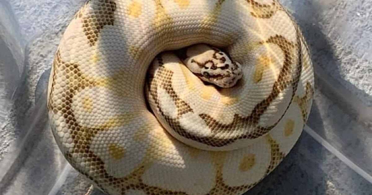 6yr old ball python for Free in Wesley Chapel, FL | For Sale & Free ...